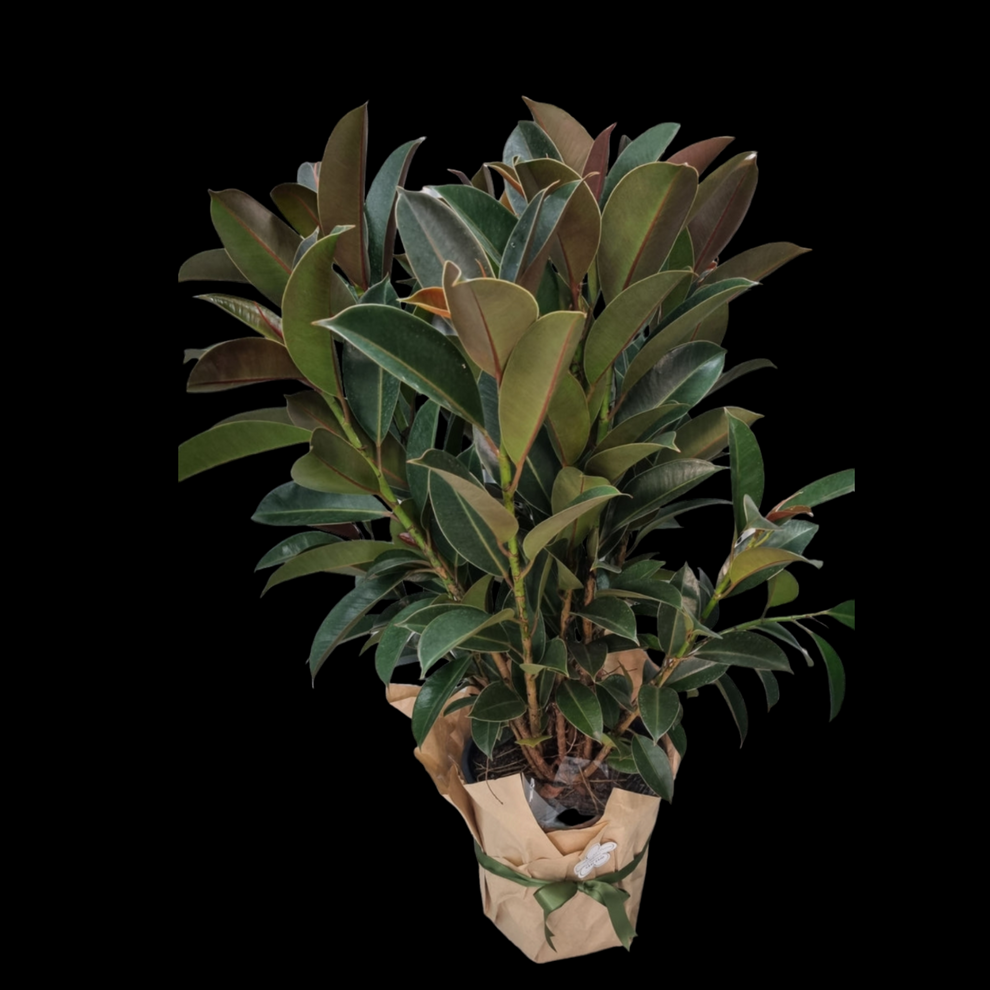 Large Ficus Melany Plant – Nambour All Seasons Florist